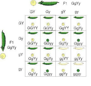 Independent Assortment pak Mendel | YANJUZ