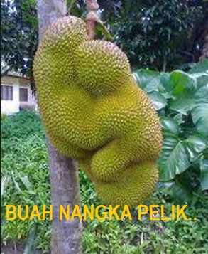 Buah Buahan Pelik