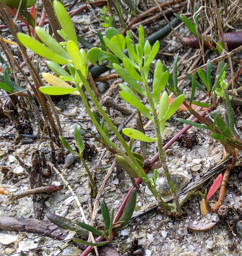 Groundbreaking Roots: Inviting the Purslanes Over