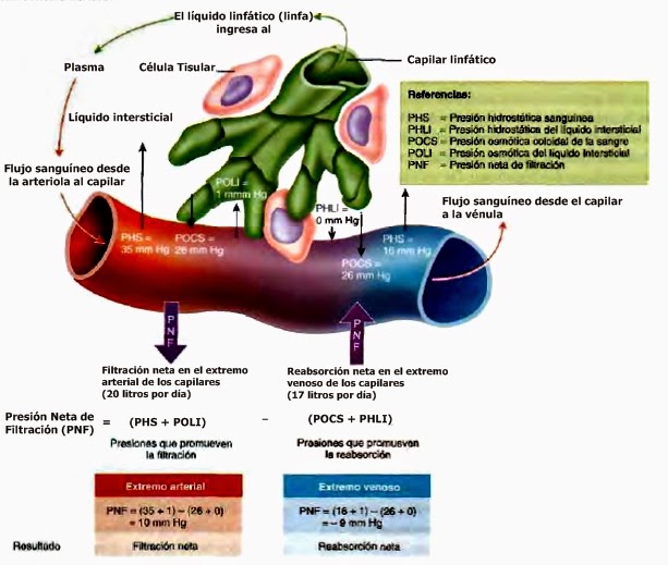 Intercambio capilar de líquidos, nutrientes y hormonas