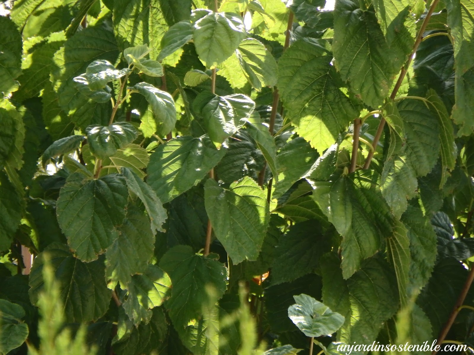 Árbol Morus alba (Morera)