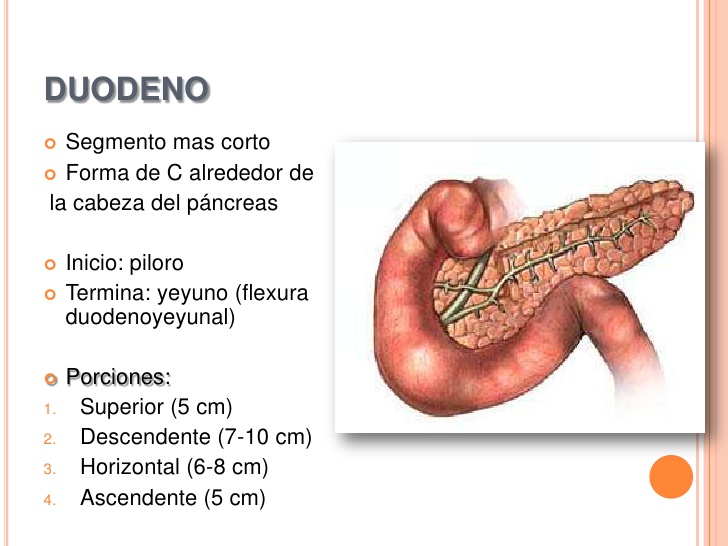 Que es el Duodeno: Sus Funciones , Relaciones, Irrigación