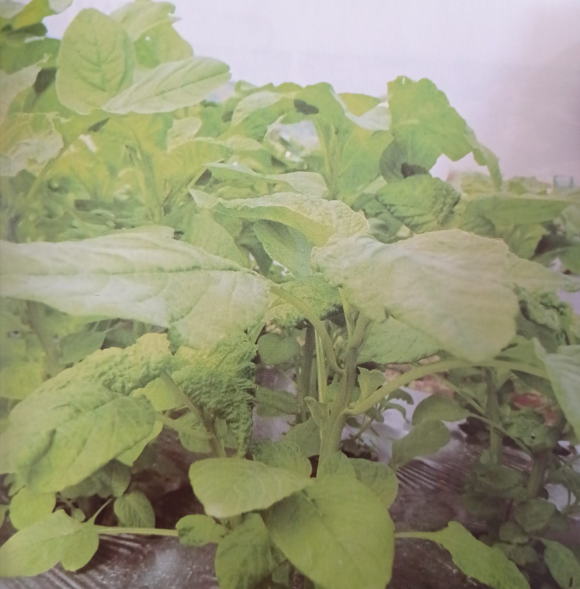 Budidaya Sayur Bayam: Pembibitan, Media Tanam, Penanaman, Pemupukan ...