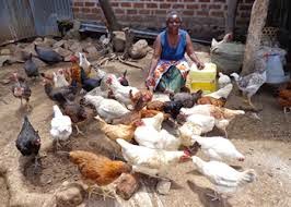 Agriculture means farming poultry keeping, cattle and gwowing crops ...