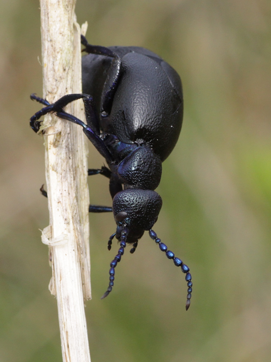 A Little Natural History: Oil beetles