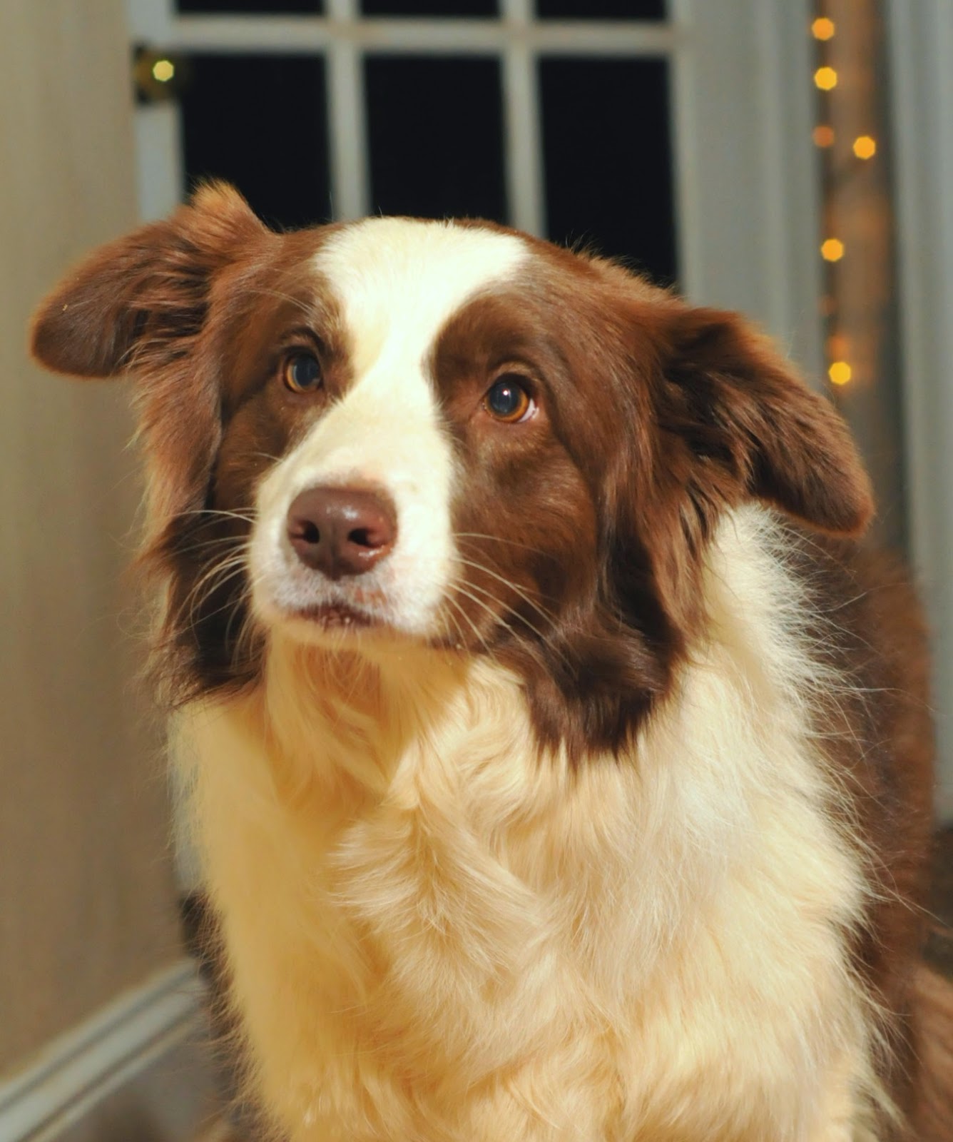 Dog Behavior: What's Behind the Guilty Dog Look? - My Pets