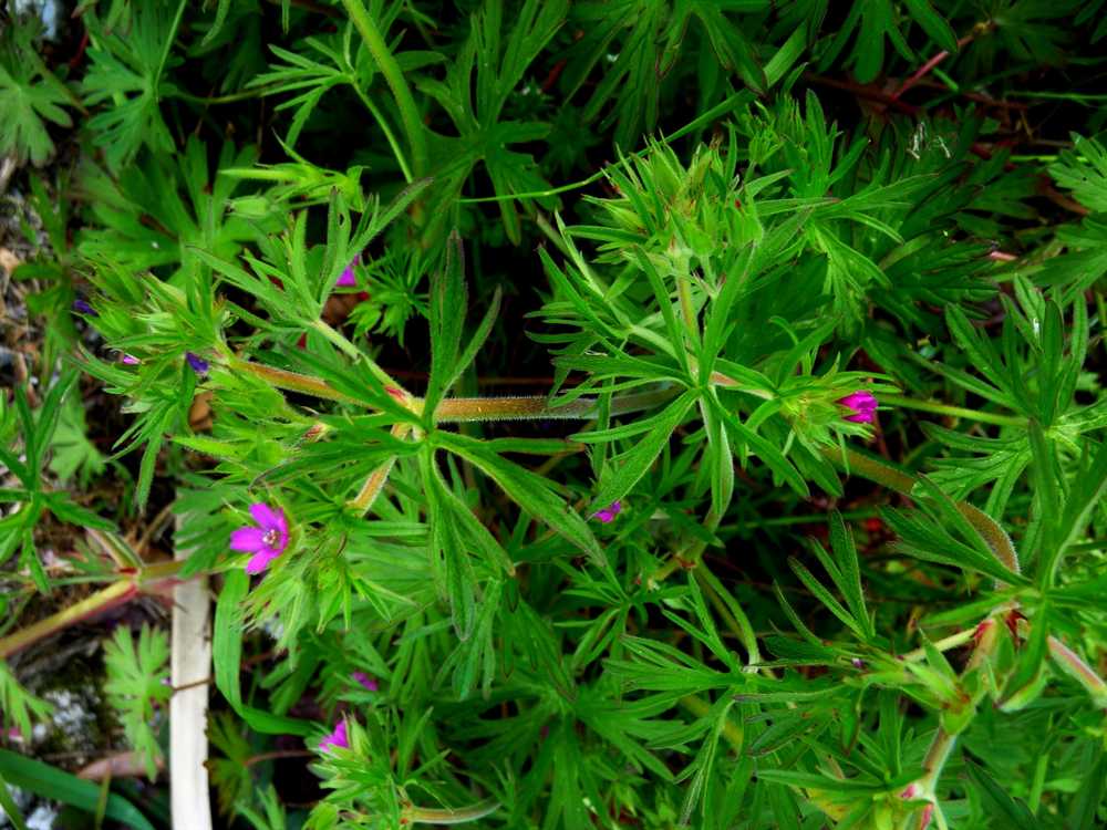 r o b i n 's y a r d: Geranium dissectum