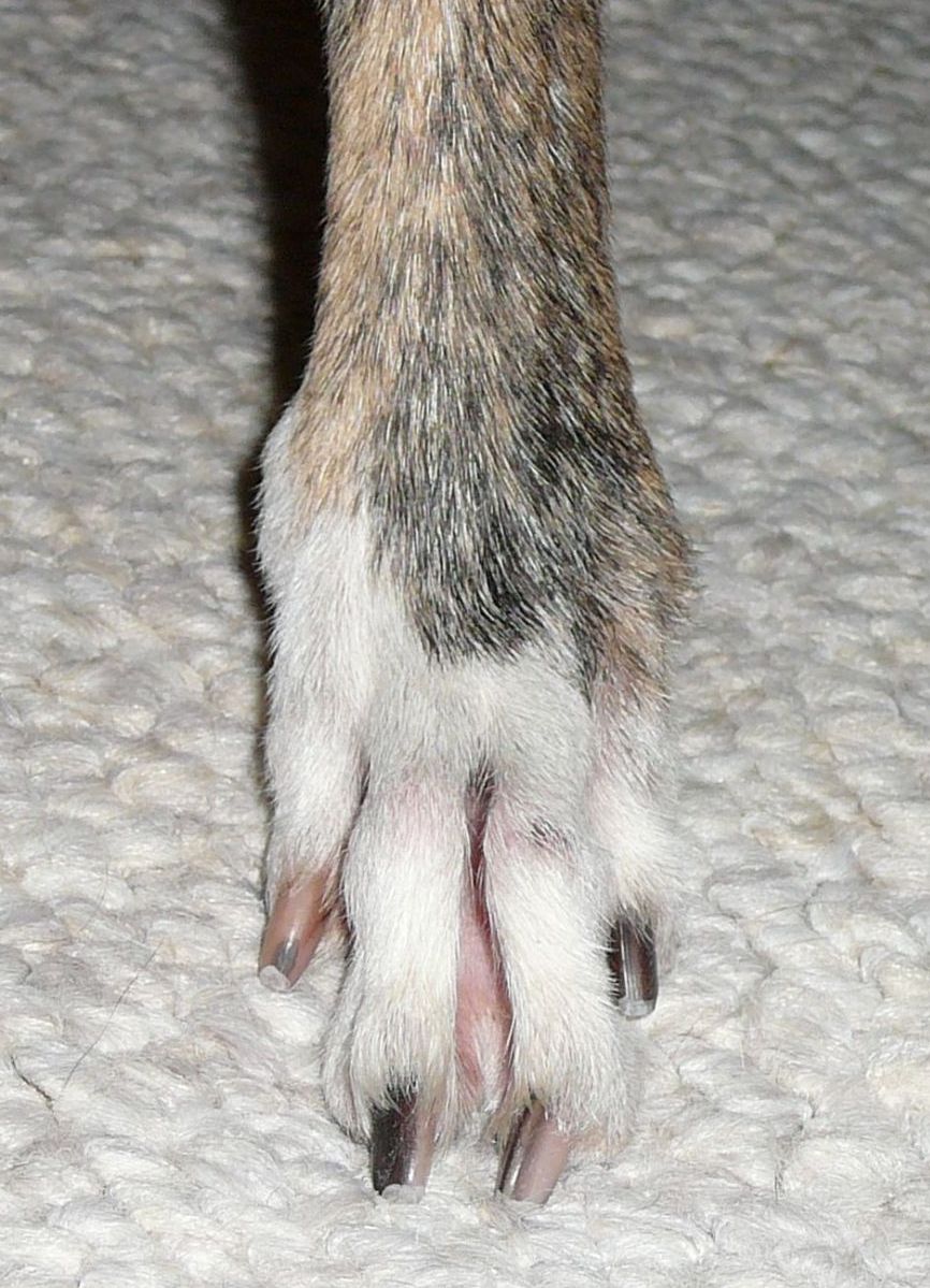 NEVER SAY NEVER GREYHOUNDS: Pain in the...