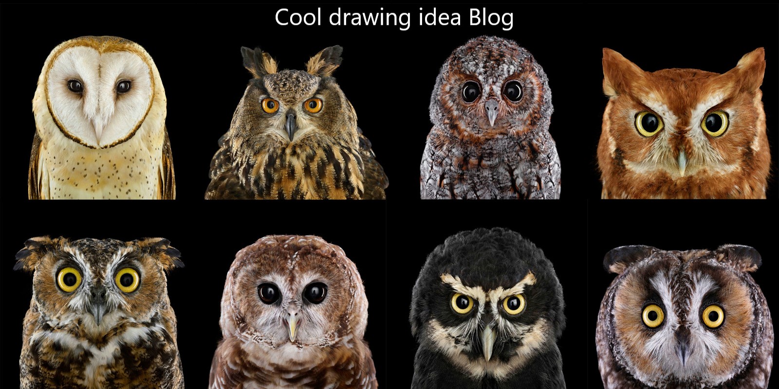 Best of the Haiku Challenge (January 2021) - how to draw an owl drawing ...
