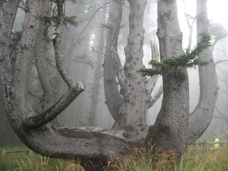 Octopus Tree of Oregon