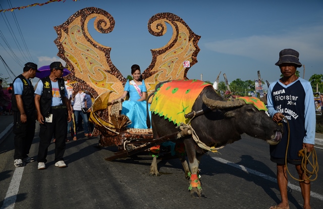 mybeautifulILOILO: Carabao-Carroza Festival: More than Just a Race