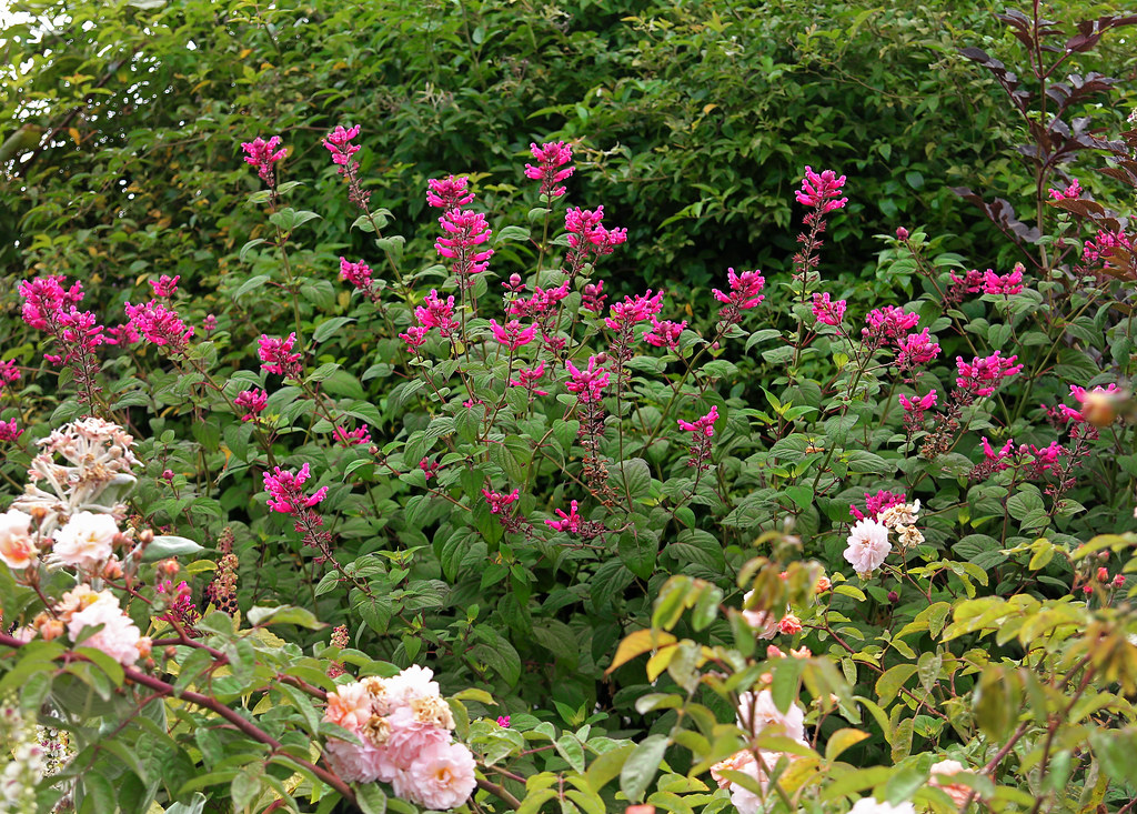 Salvia involucrata - Roseleaf sage care and culture | Travaldo's blog