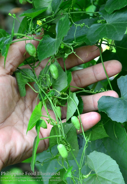 Philippine Food Illustrated