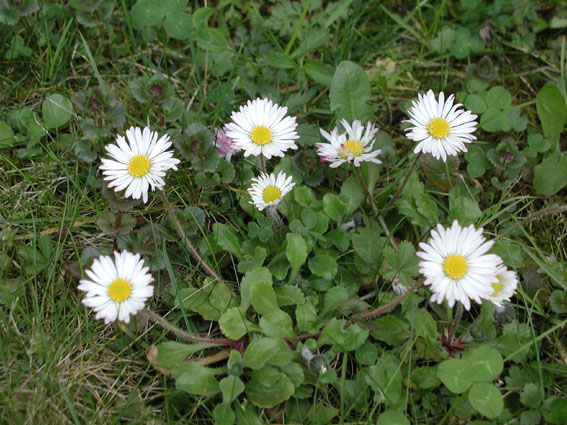 LJEKOVITO BILJE I LIJECENJE BILJEM: LJEKOVITO BILJE : Tratinčica,Bijela ...