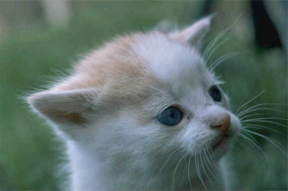 Cyprus Cat | Cute Cats