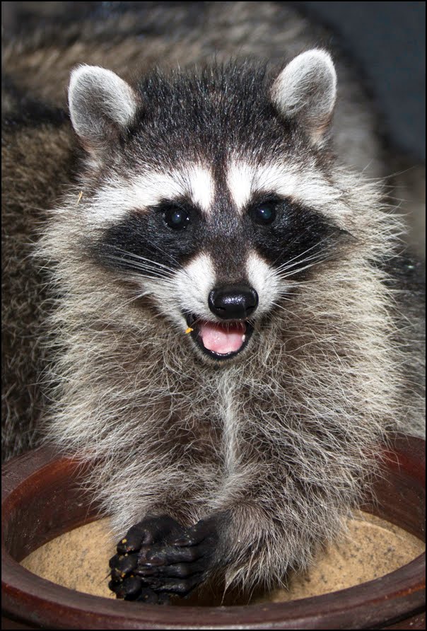 The Raccoon Chronicles: 2011