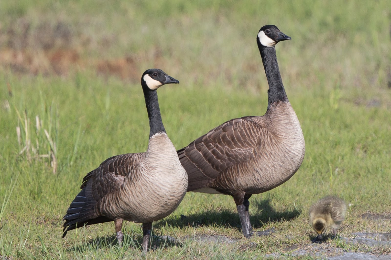 The Deskbound Birder: Alaska - 28th May (Day 1)