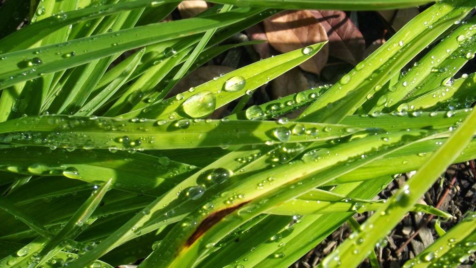 JamesB. Digital Foto 2014: # 4: Something Green