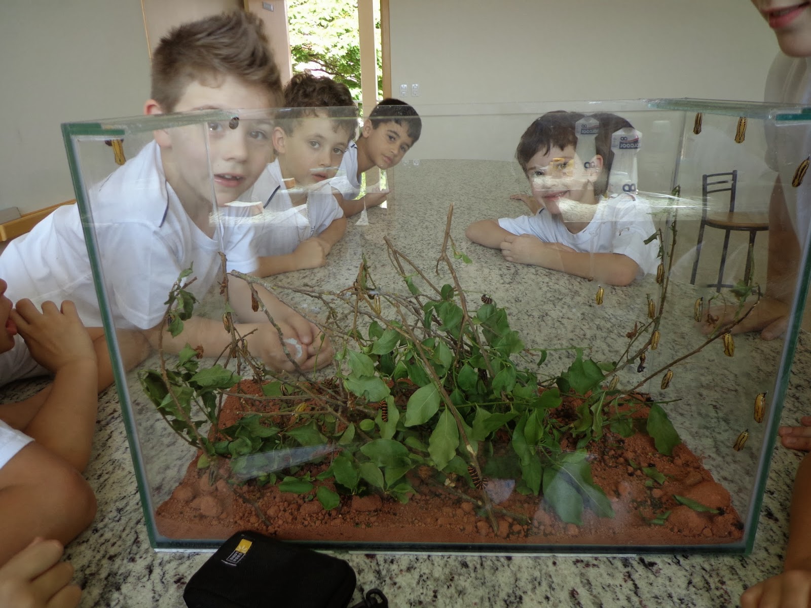 Metamorfoses: a mudança da vida!: Pupas mudam de cor