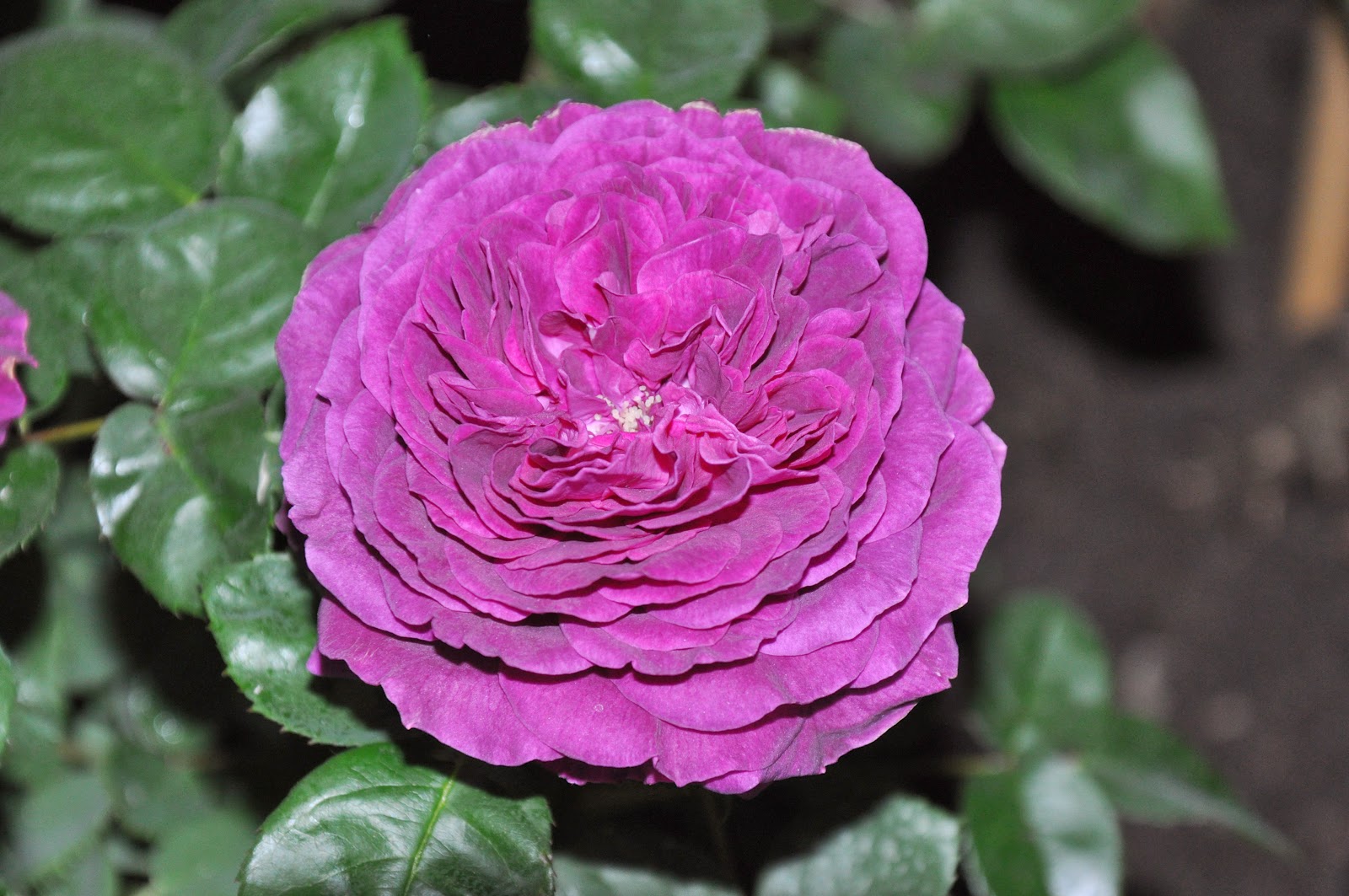 Flower Homes Damask Rose Flowers flower-homes-damask-rose-flowers