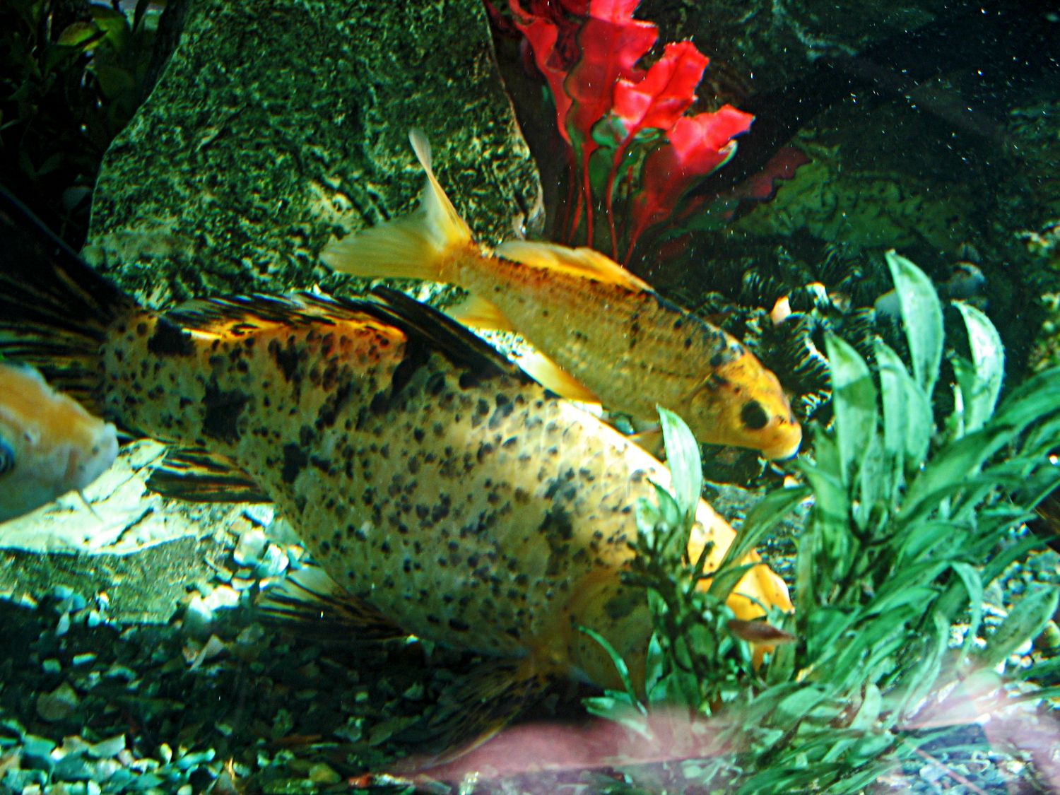 Stock Pictures Fish Tank Images stock-pictures-fish-tank-images