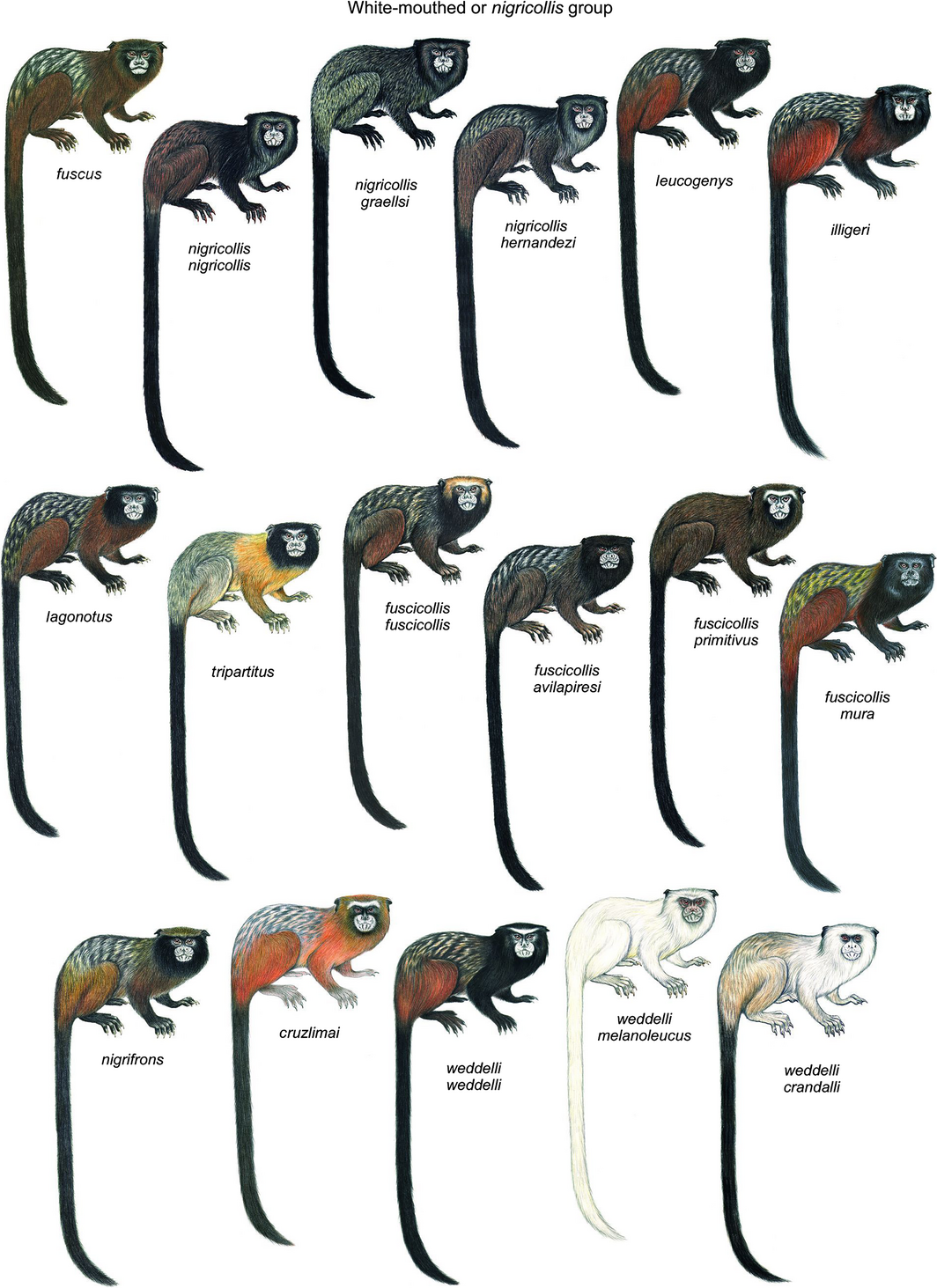 Species New to Science: [Mammalogy • 2016] Taxonomic Review of the New ...