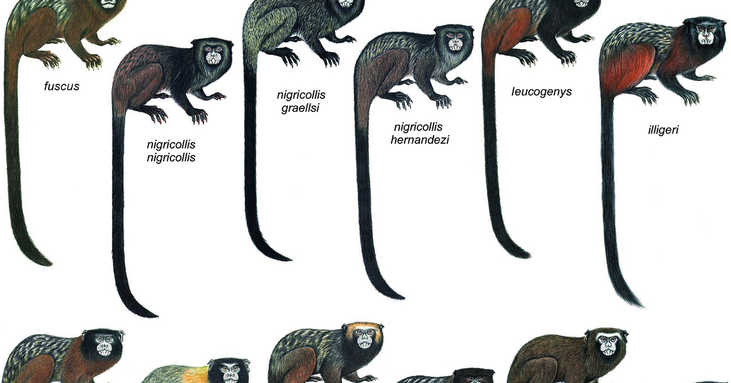 Species New to Science: [Mammalogy • 2016] Taxonomic Review of the New ...
