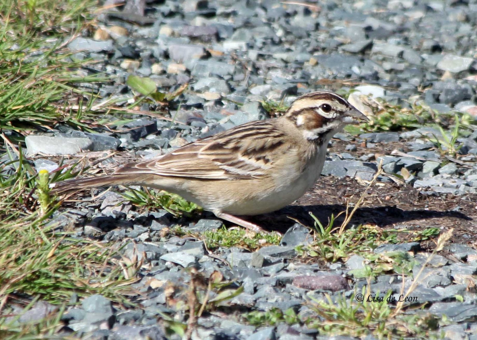 Birding with Lisa de Leon: Lark Sparrow