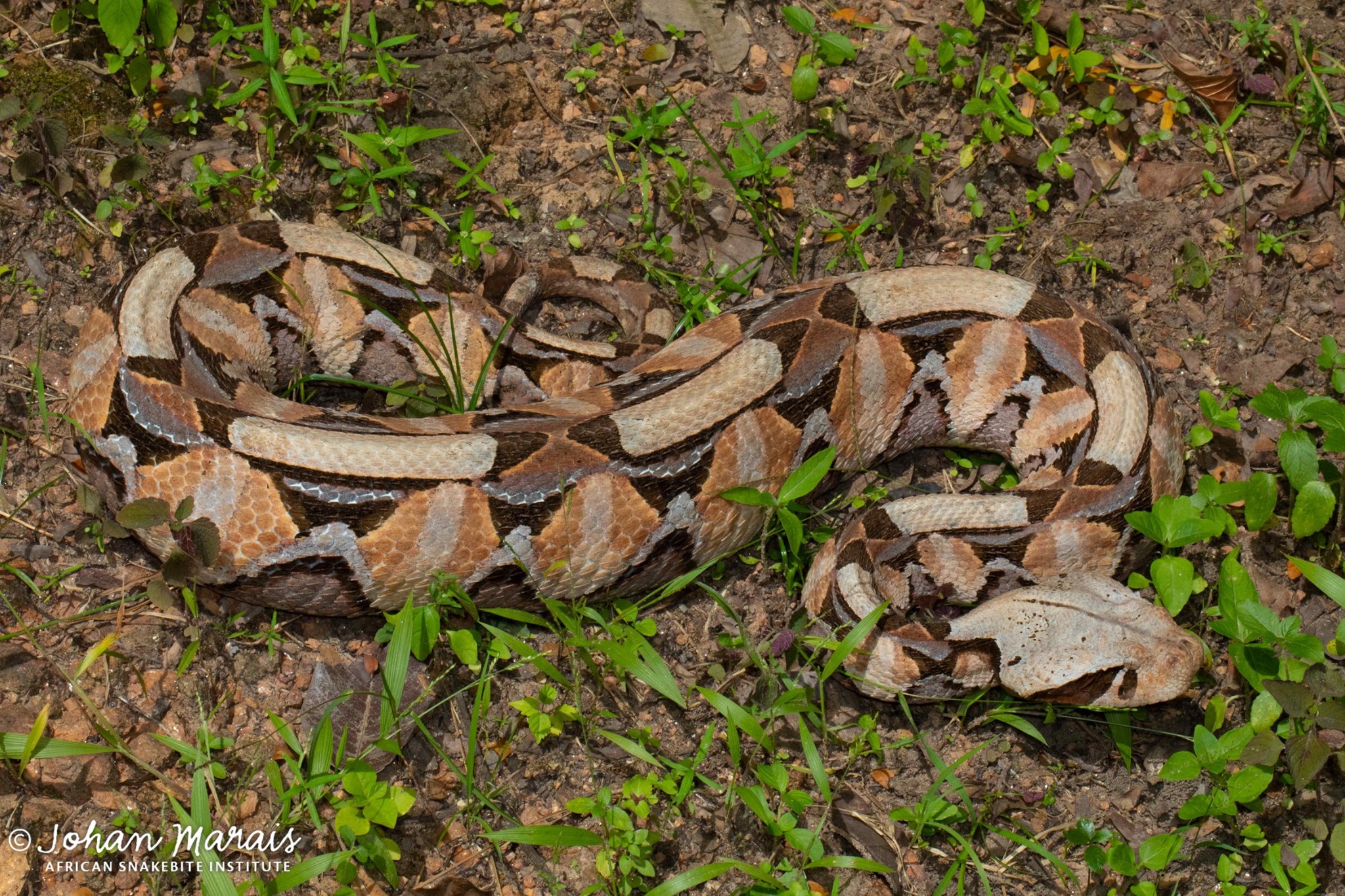 eMalangeni Forest: The Gaboon Adder Bitis gabonica in the eMalangeni Forest