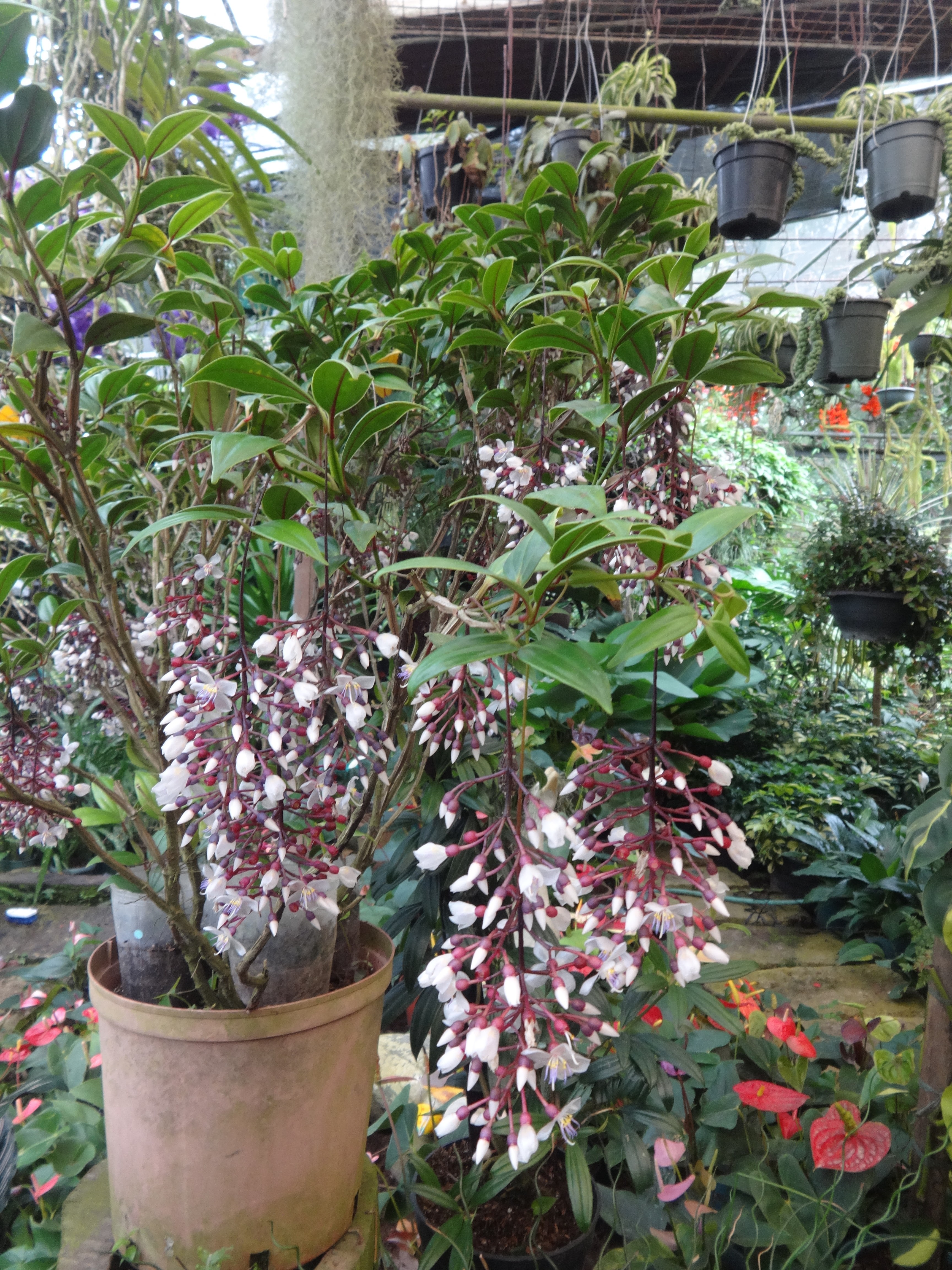 Herbs from Distant Lands: Medinilla magnifica, Medinilla pendula ...
