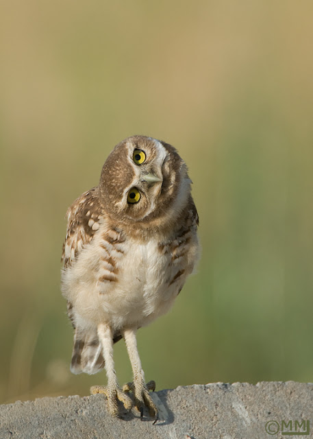 Birding Is Fun!: Burrowing Owl juveniles