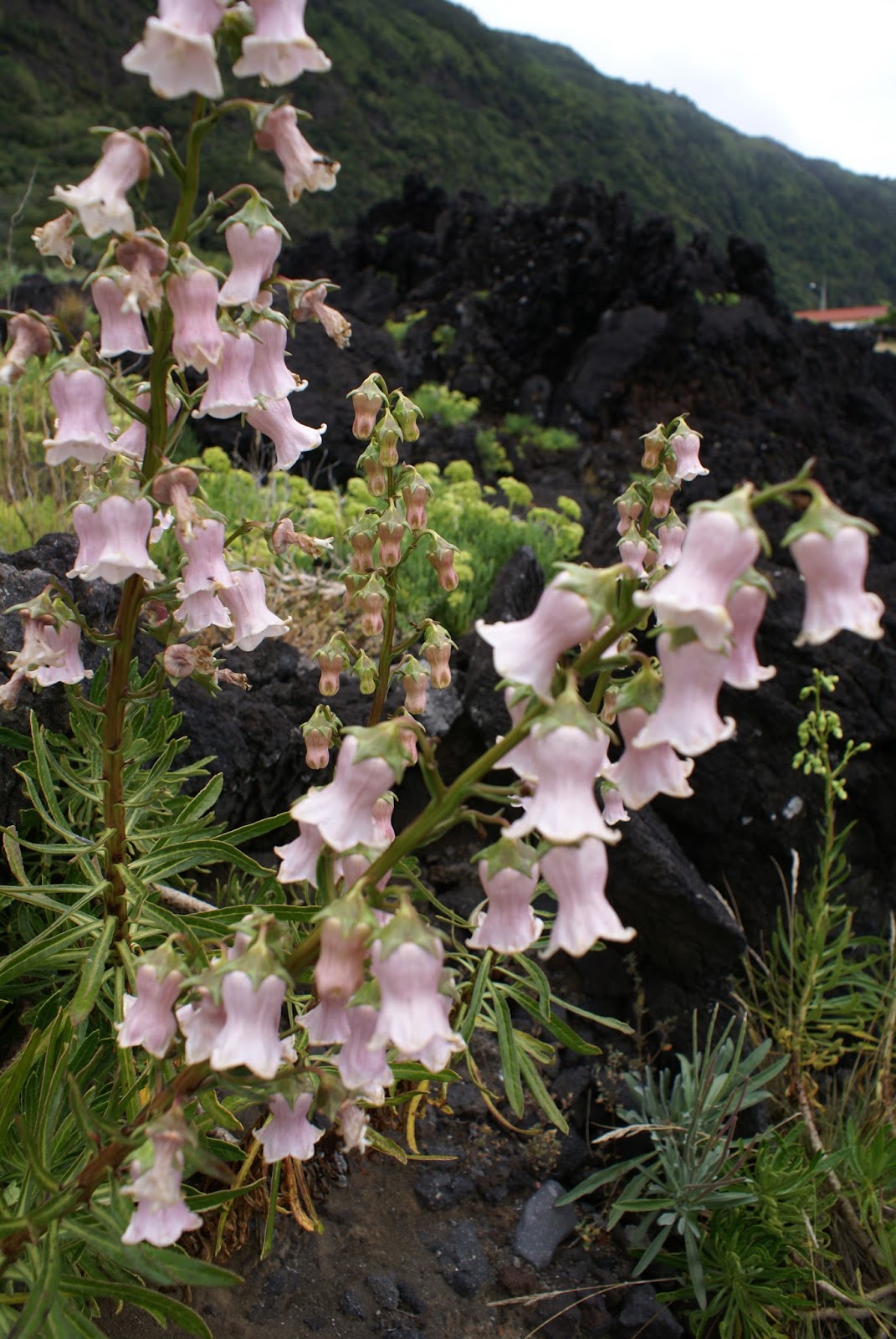 Jardin Éden du Voyageur: A la découverte des plantes des Açores (1ère ...