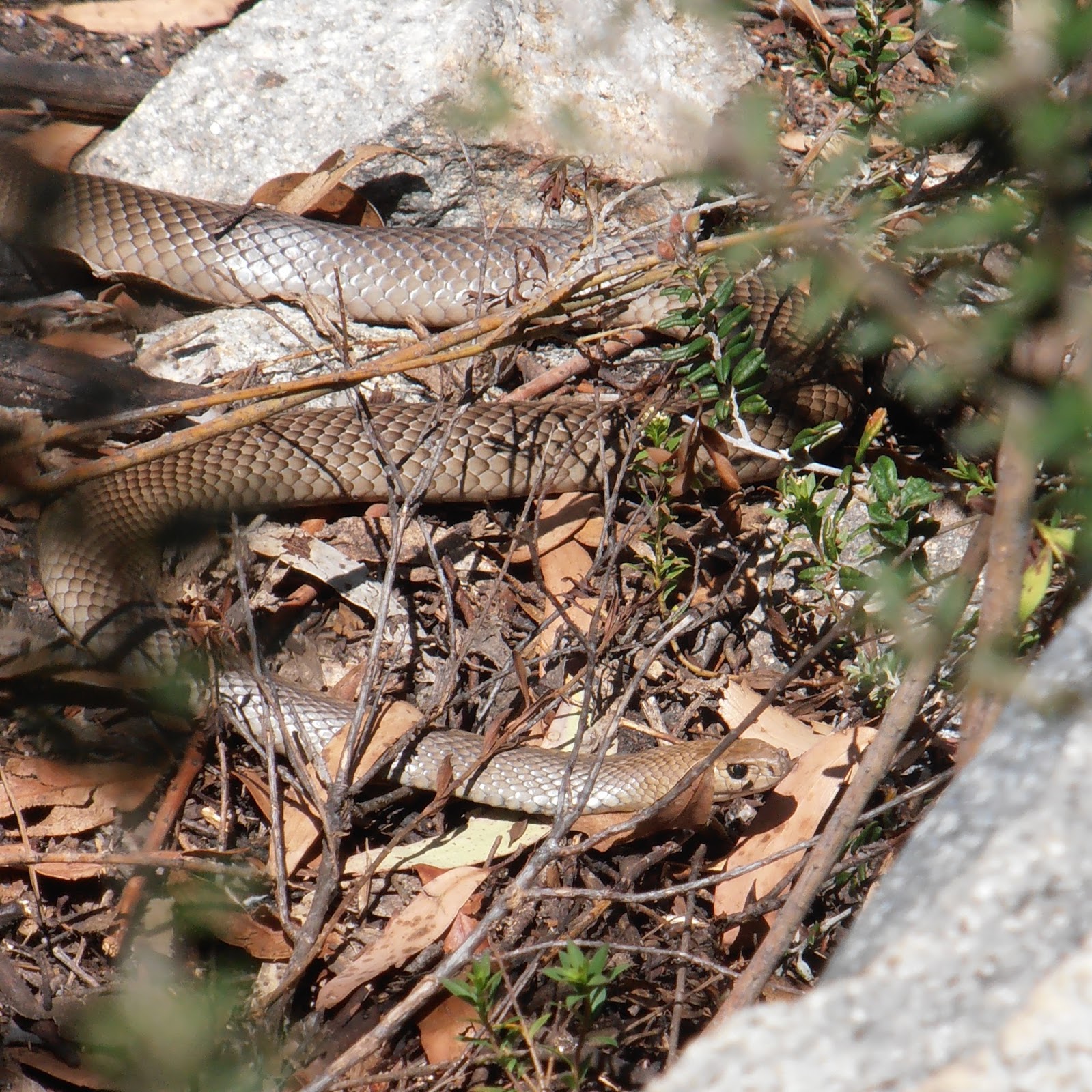 UNSW BABS Genome Project: We're sequencing snakes! (But the competition ...
