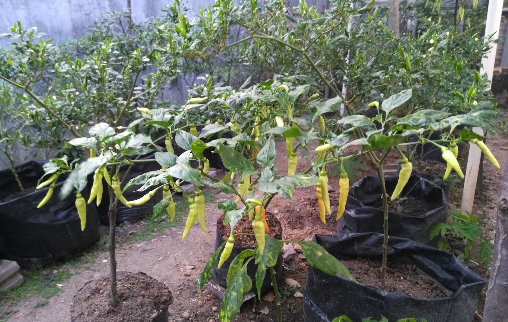 Budidaya cabe rawit setan di polybag