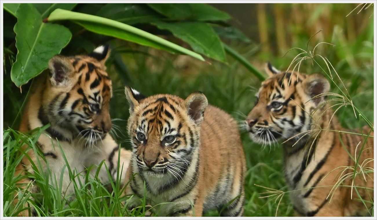 Most Cute Sumatran Tiger Cub Pictures | Animals Name A To Z