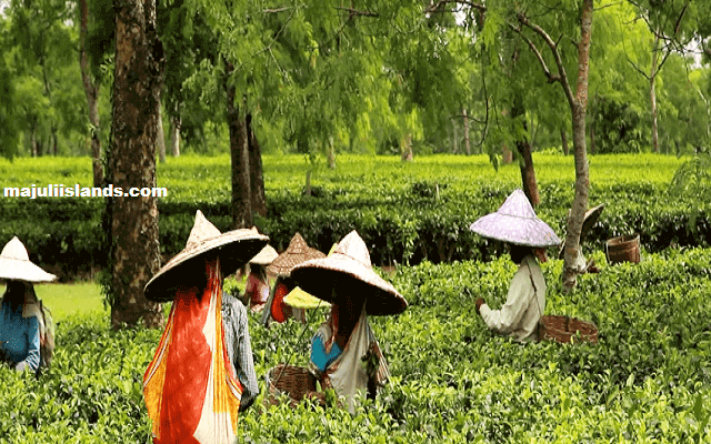 Assam-Information About Assam, India, North East India - Majuli Island ...