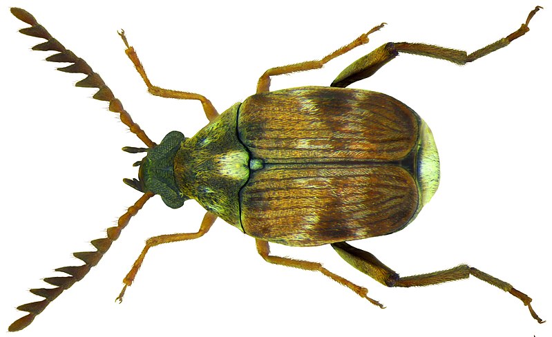 El Blog de COPLAGA: Insectos que pueden afectar a los alimentos almacenados (II)