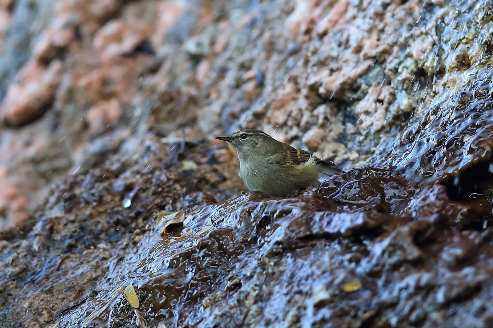 Not just birds: 1月 2020