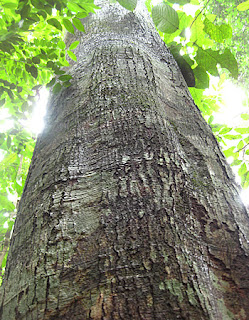 Azka Aka Ryuu: Pohon Meranti (Shorea .sp)