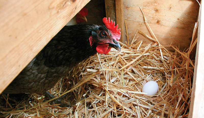 Requirement Of Light For Laying Hen Requirement Of Light For Laying Hen