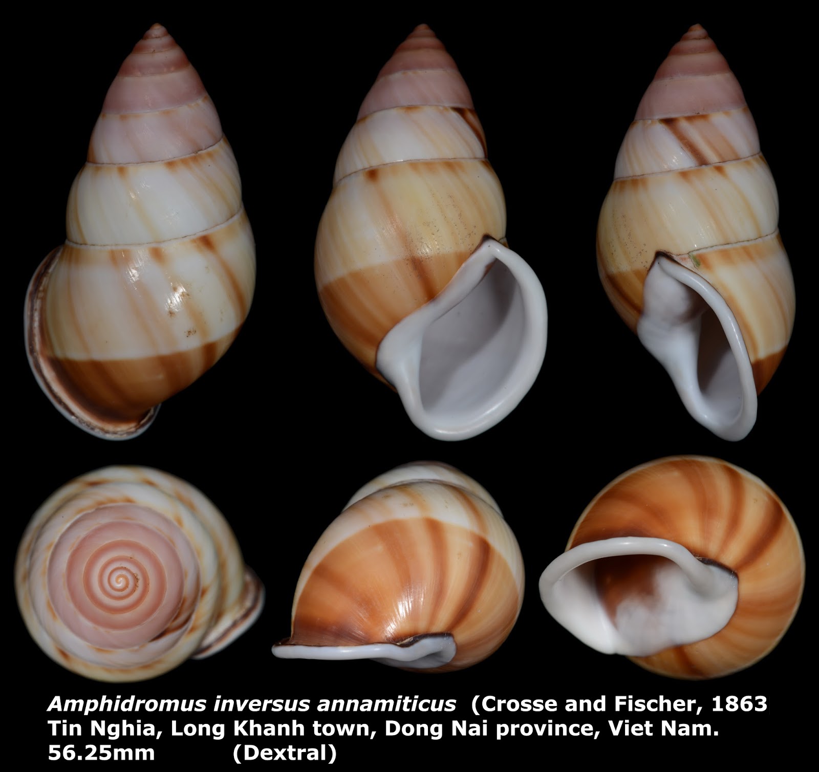 Dr. Lee's Gallery Museum: Amphidromus inversus annamiticus 56.25mm ...