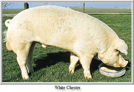 animais e seres vivos do mundo todo: White Chester