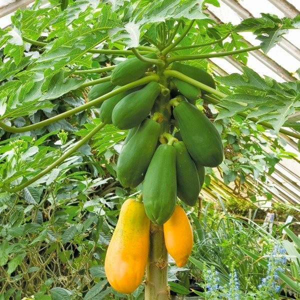 ABOUT PAPAYA PAWPAW FRUITS HEALTH BENEFITS about-papaya-pawpaw-fruits-health-benefits