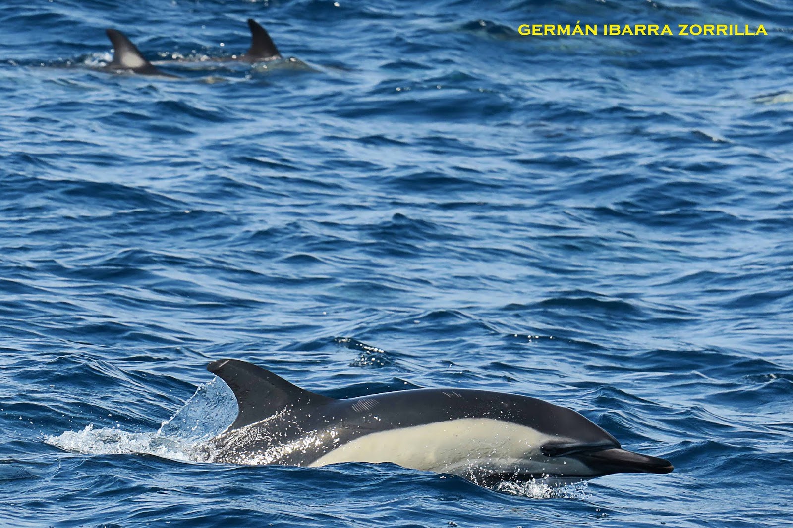 FAUNA COMPACTA el blog de Germán Ibarra Zorrilla: Delfín común ...