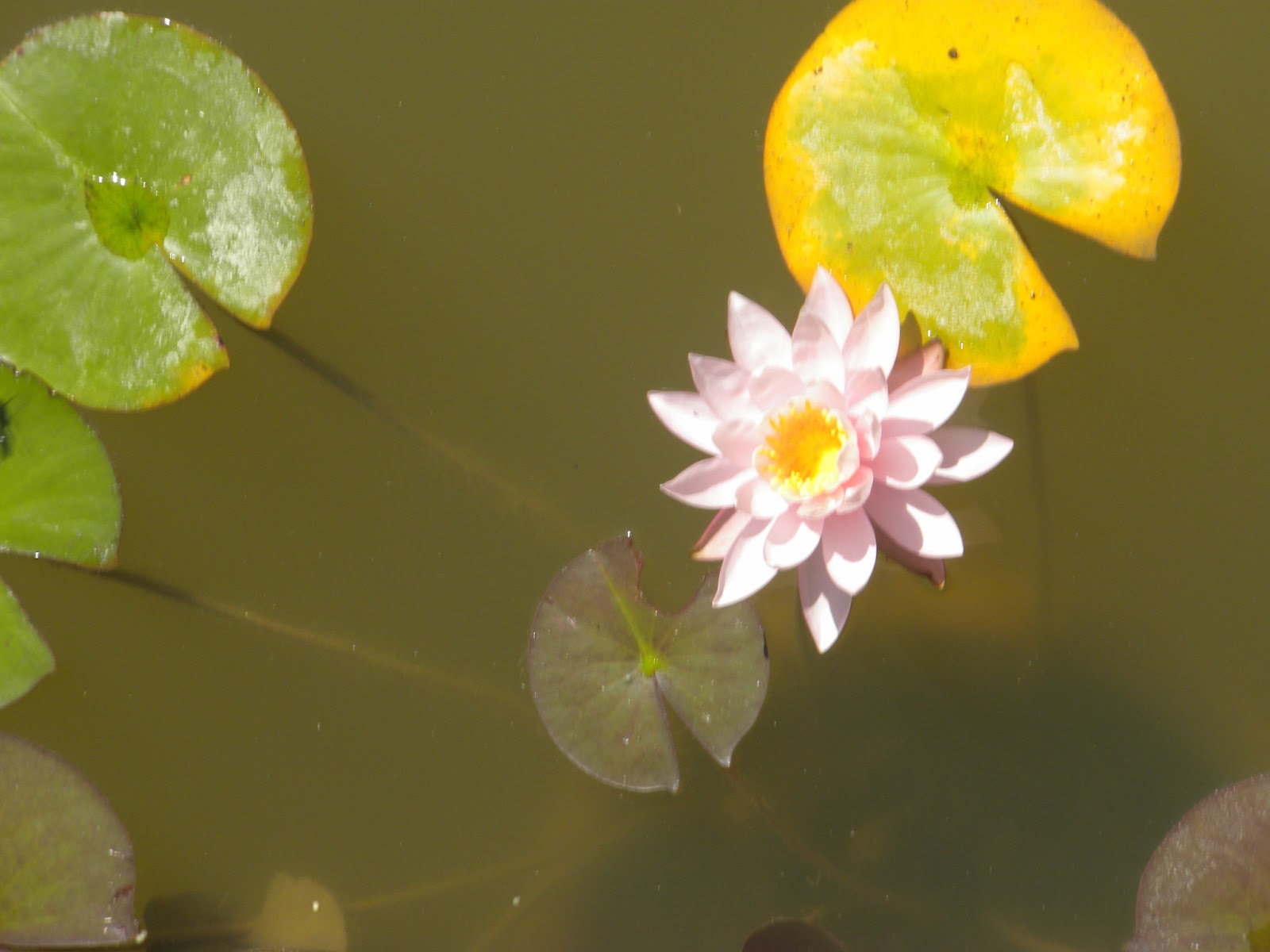 From a Tuscan Hillside: Nymphaeaceae - Water Lily