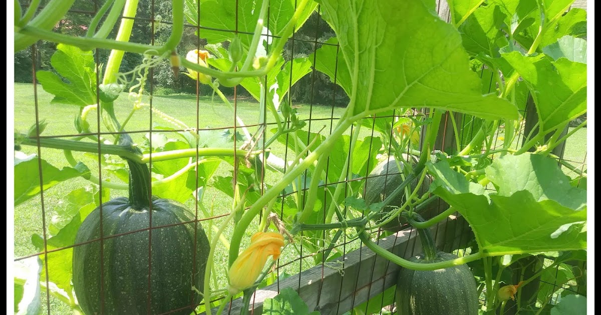 Maple Grove: Growing Vertically and Horizontally