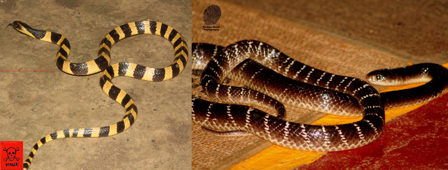 भारतीय साप