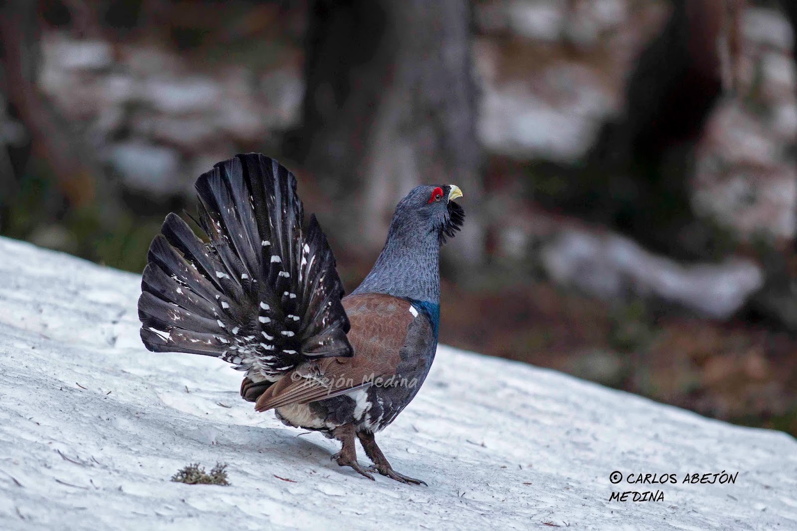 La naturaleza en mi objetivo: EL UROGALLO PIRENAICO (Tetrao urogallus ...
