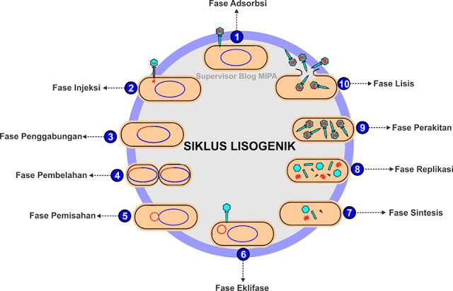 Daur Litik dan Daur Lisogenik ~ Ratna Juwita