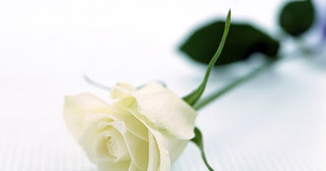 Toko Bunga Jakarta | Florist Online Flowers Shop Indonesia